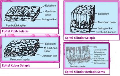 Jaringan Epitelium pada Hewan