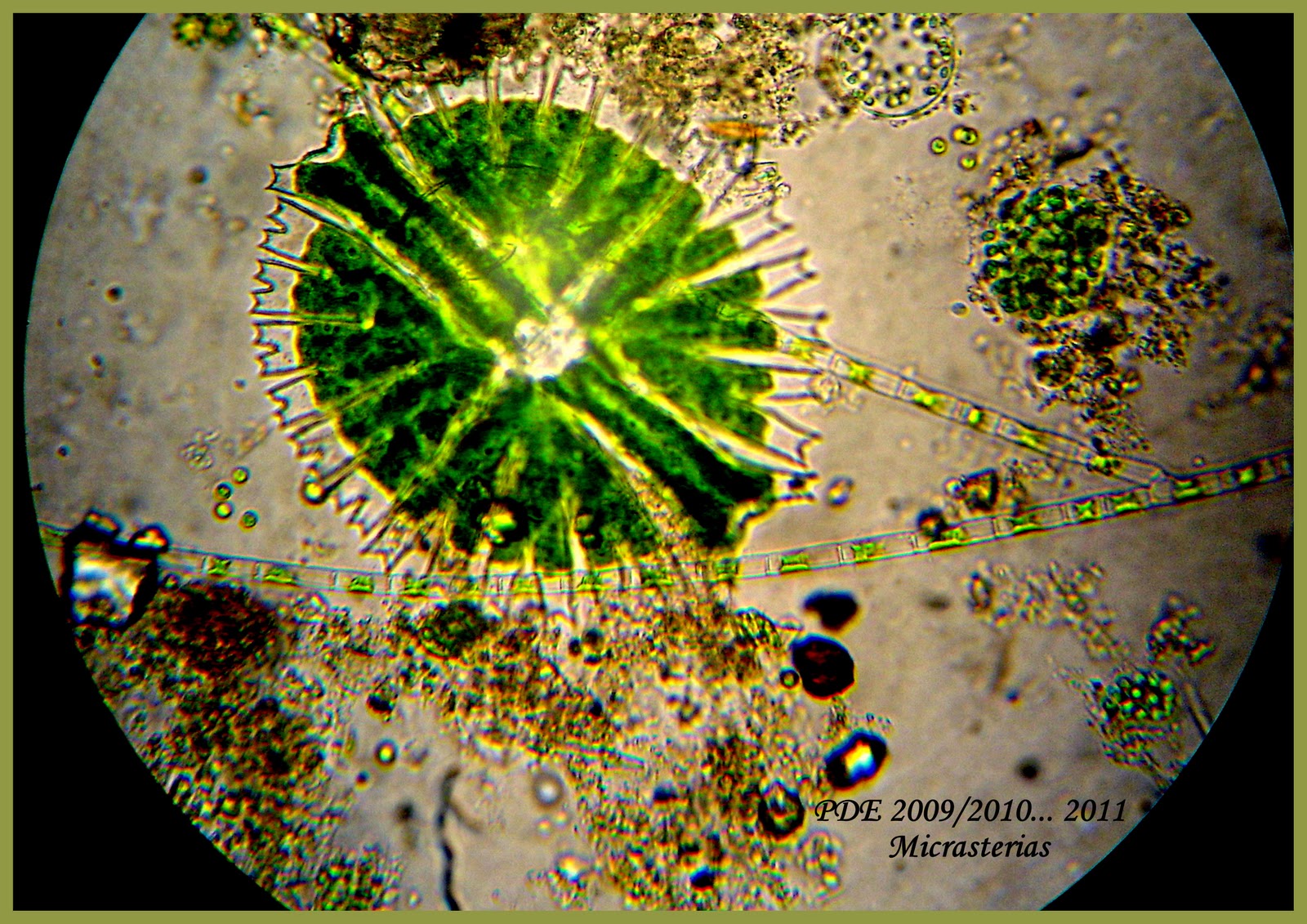 Cultivo de Microalgas em Fotobiorreatores: Momentos de biologia ...