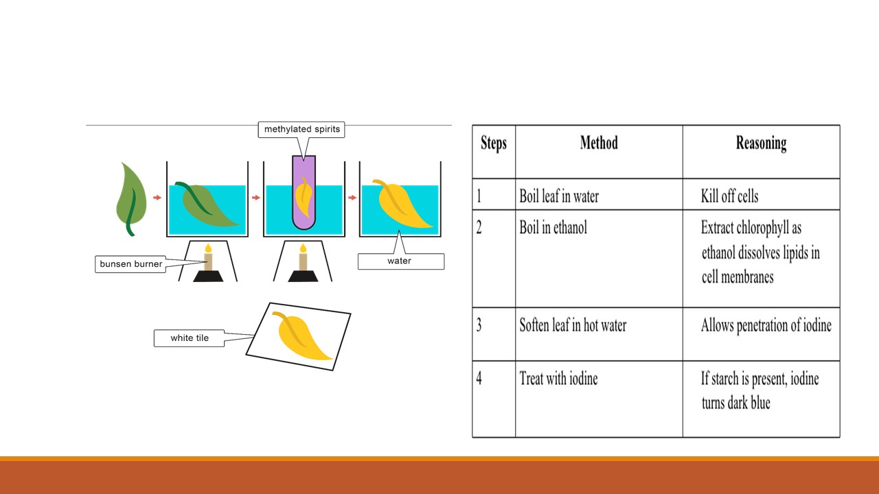 Leaf Starch Test ~ Study Notes