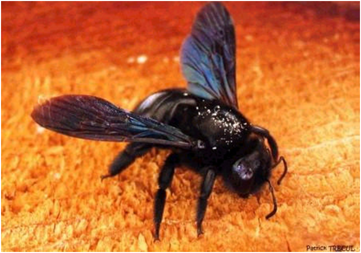 Mineira Pasárgada, Uberlândia do cerrado: Mugango