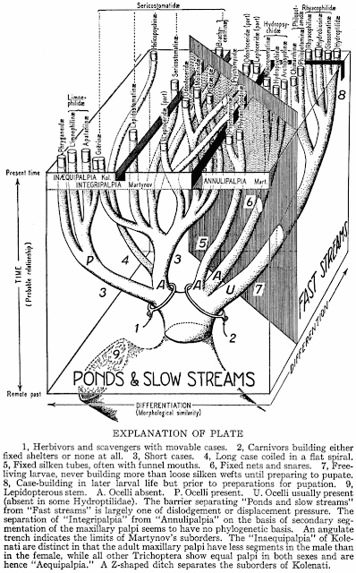 The Genealogical World of Phylogenetic Networks: Phylogenetic networks ...
