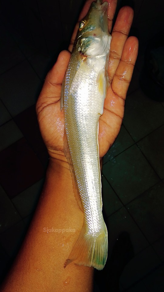 Ikan Bebulus (Bulus) | Siakappaka