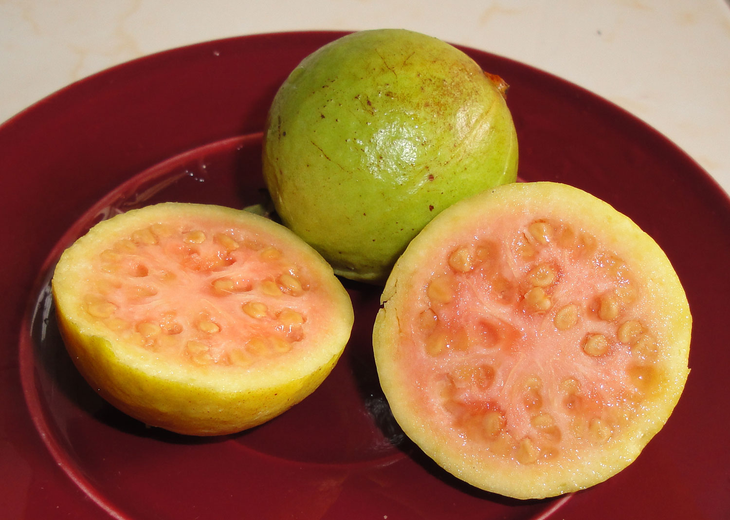 gusano de guayaba: El primer paso