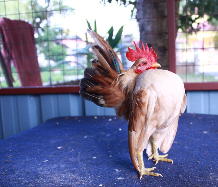 SERAMAcinta. MALAYSIA Serama Lovers: Serama Collection - Picture