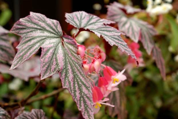 Всё о бегониях и не только...: Begonia 'Pink Minx'