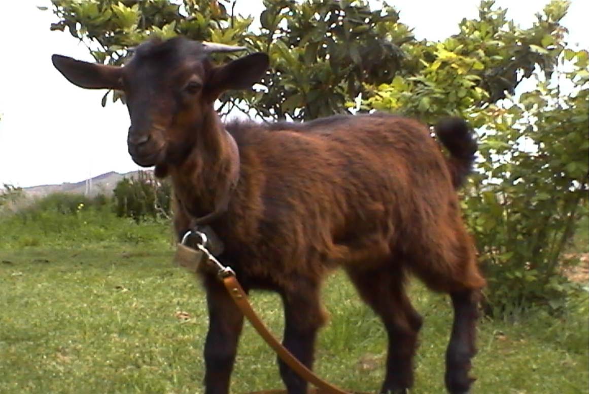 Imágenes del mundo animal: Cabra