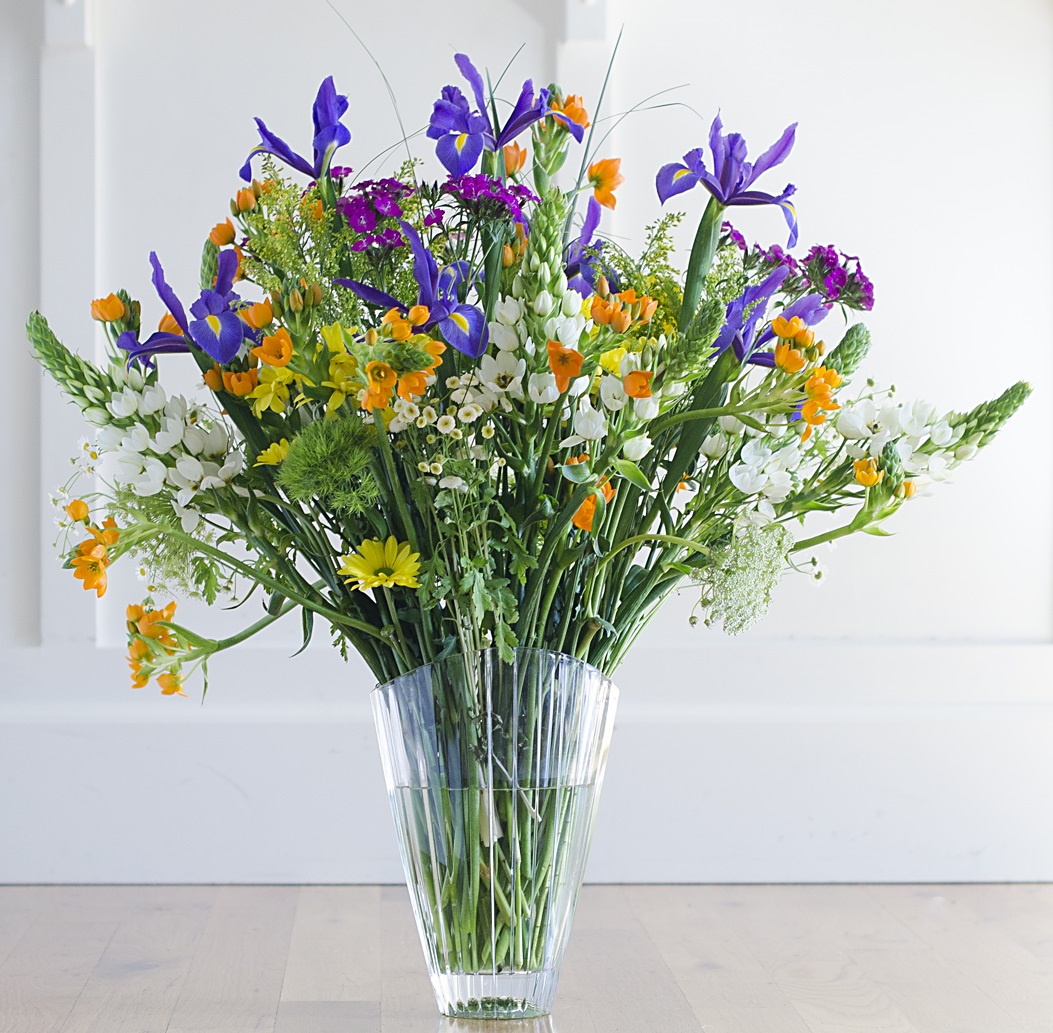 Dubium, The Brightest Star Flower - Cultivation Of Crops