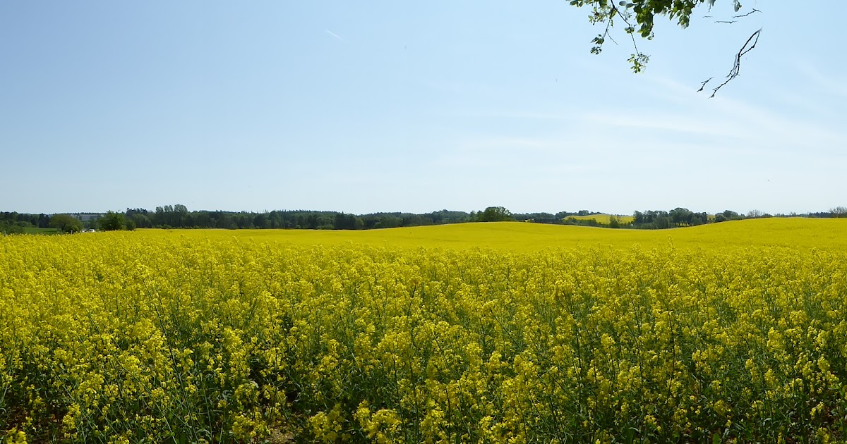 Family FECS: Canola Flower Fields in Denmark