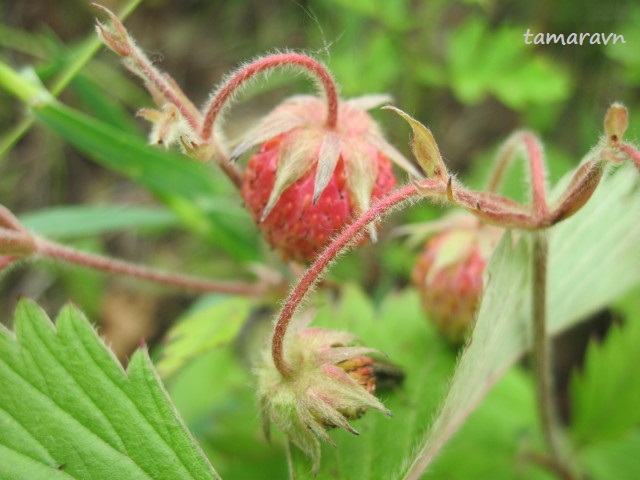 Всё о бегониях и не только...: Земляника восточная (Fragaria orientalis ...