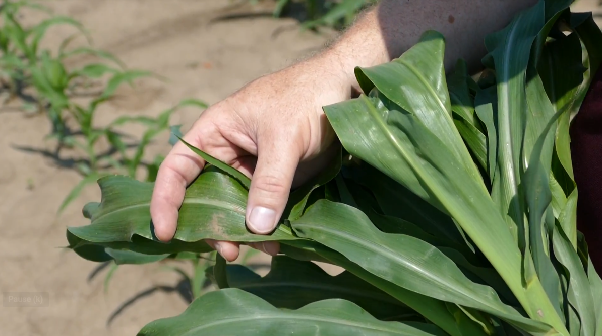 Tissue sampling tips for corn, soybean, sugarbeet and wheat