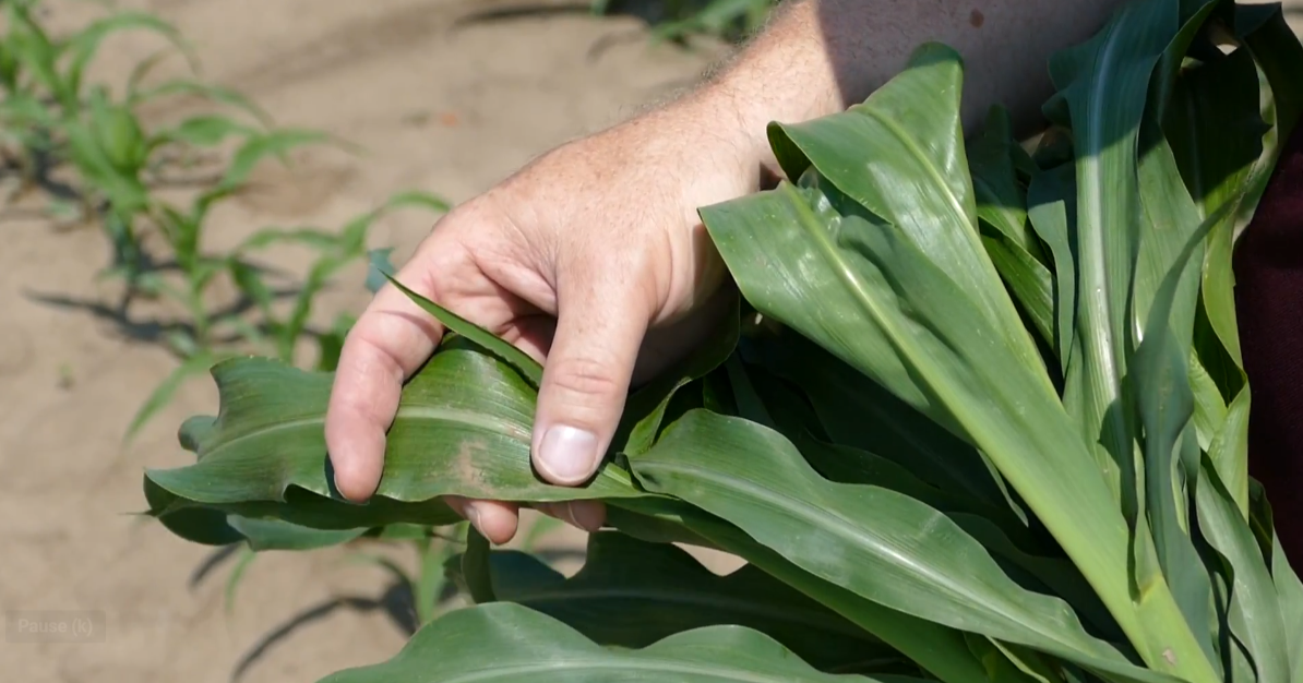 Tissue sampling tips for corn, soybean, sugarbeet and wheat