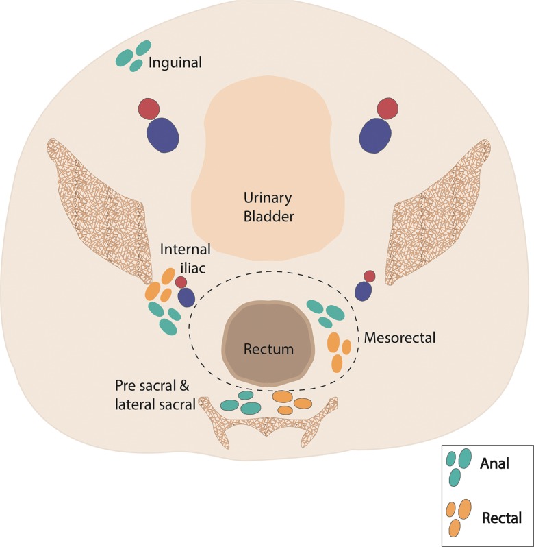 Radiotherapy Dictionary: Regional lymph nodes in rectal cancer