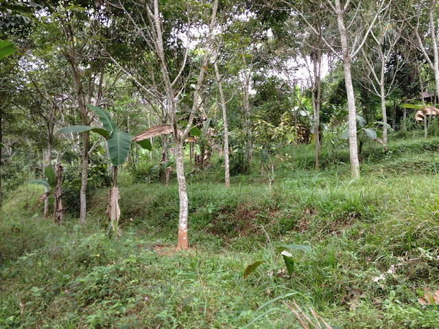 Real Est Wayanad : 1.31 acre rubber and coffee plantation with old ...
