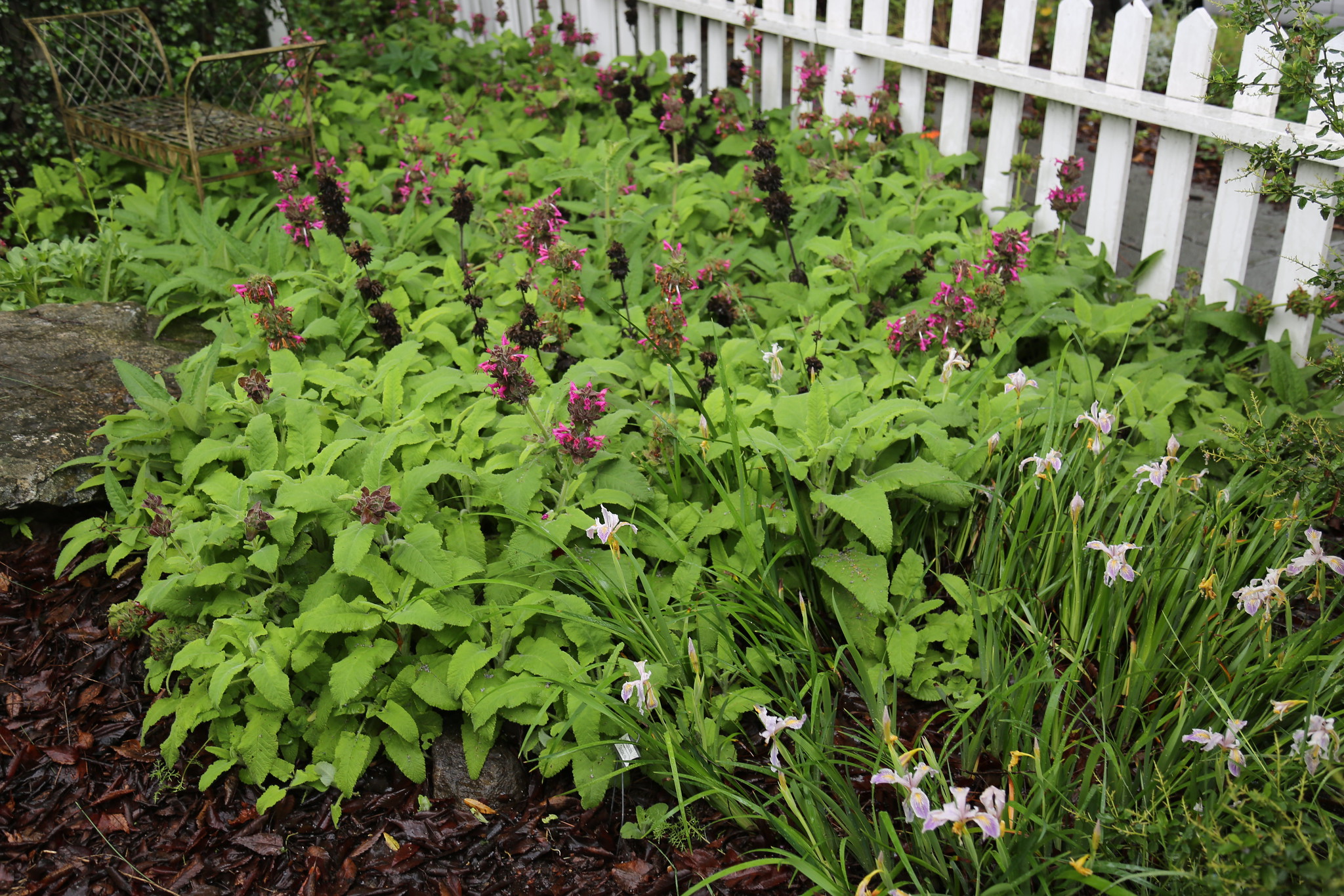 Salvia spathacea - Hummingbird sage care and culture | Travaldo's blog