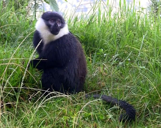 Rwanda-Fungi: The mystery of the Amanite of Bweyeye!