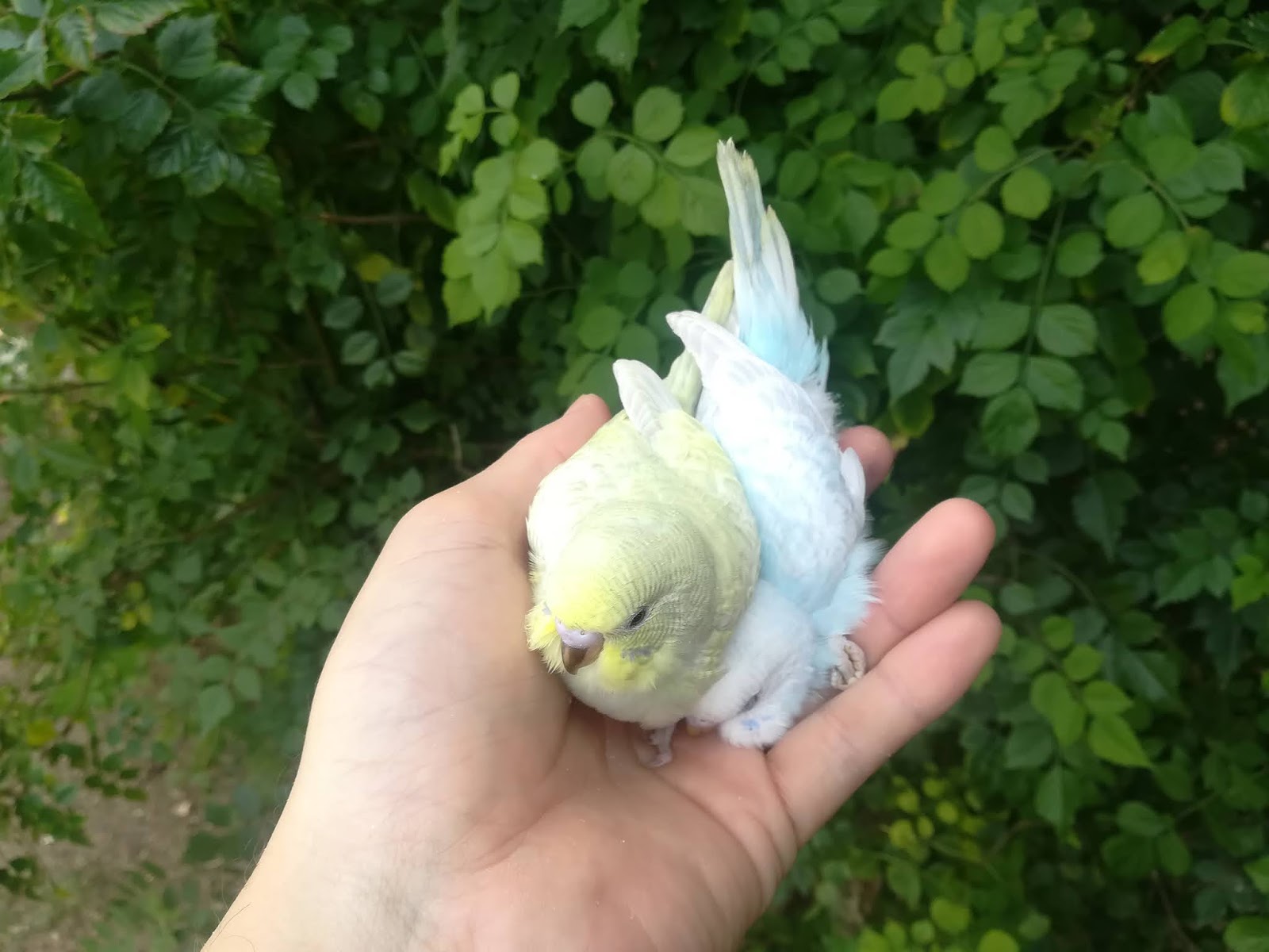 Cantinho das Aves: Os nossos Periquitos bebes