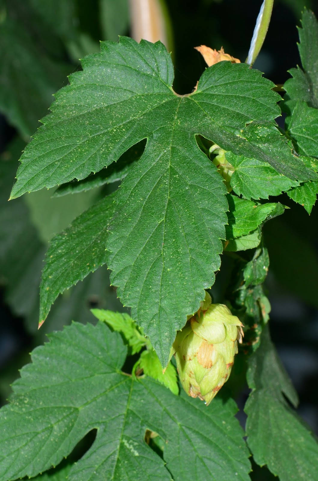 葎草 Humulus scandens (Lour.) Merr. 【大麻科】