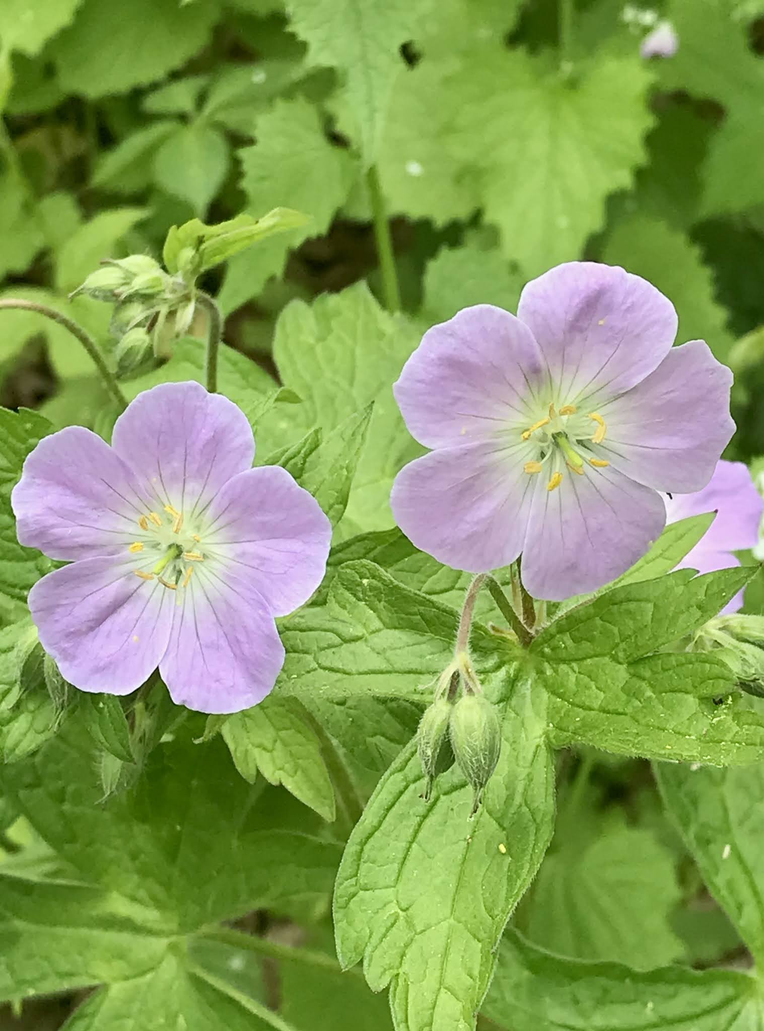 Native Wildflowers of Wisconsin: Search results for EW