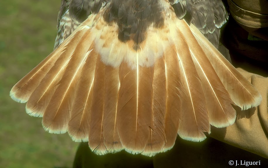 Raptor Identification and Photography: Sexing Red-tails by the sub ...