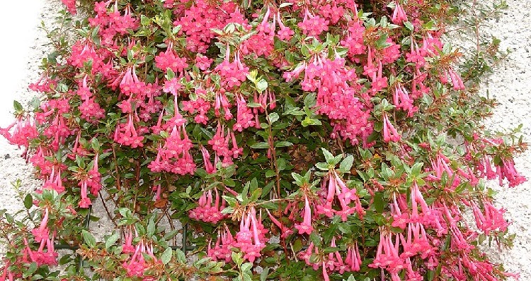HOW TO GROW ABELIA FLORIBUNDA |The Garden of Eaden