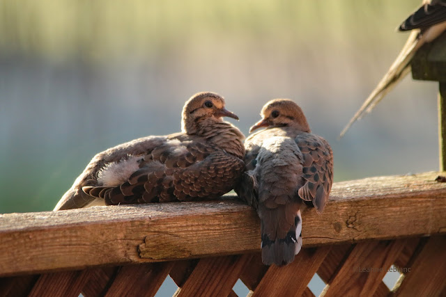Welcome Baby Doves! | Nature Notes Blog