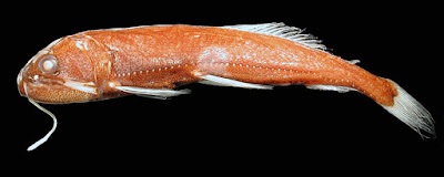 Real Monstrosities: Deep Sea Dragonfish