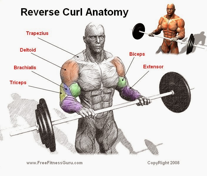 Gym Curl Invertido