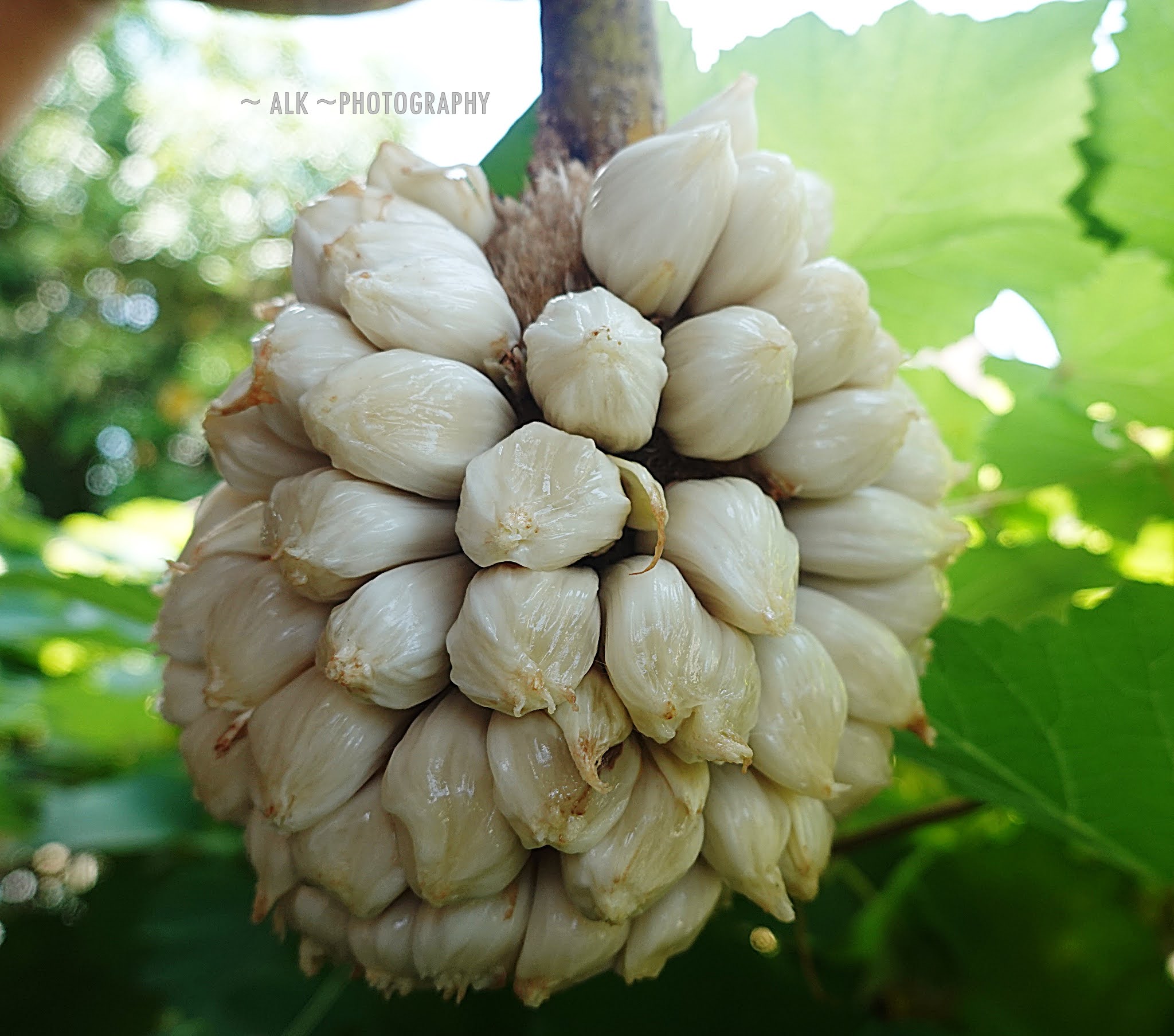 Kenduri Buah Terap @ Tarap - Amie's Little Kitchen