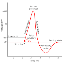 Learn All Points About Sodium Potassium Pump (Na+K+ATPase) and Concept ...