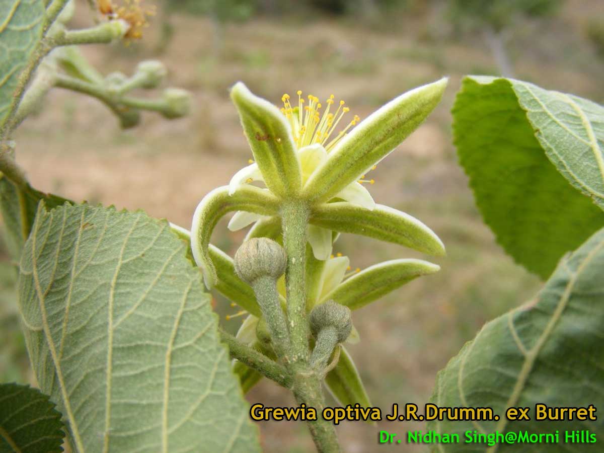 Medicinal Plants: Grewia optiva, dhanvanah, Beul