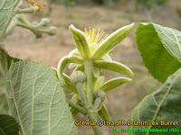 Medicinal Plants: Grewia optiva, dhanvanah, Beul