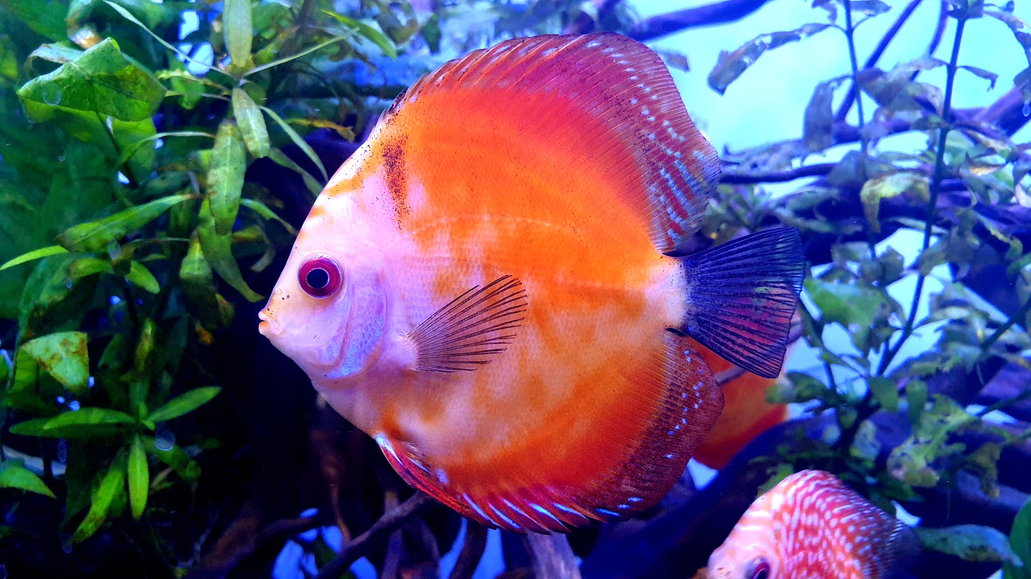 Top 20 Aquarium Fish 4K HD Wallpapers