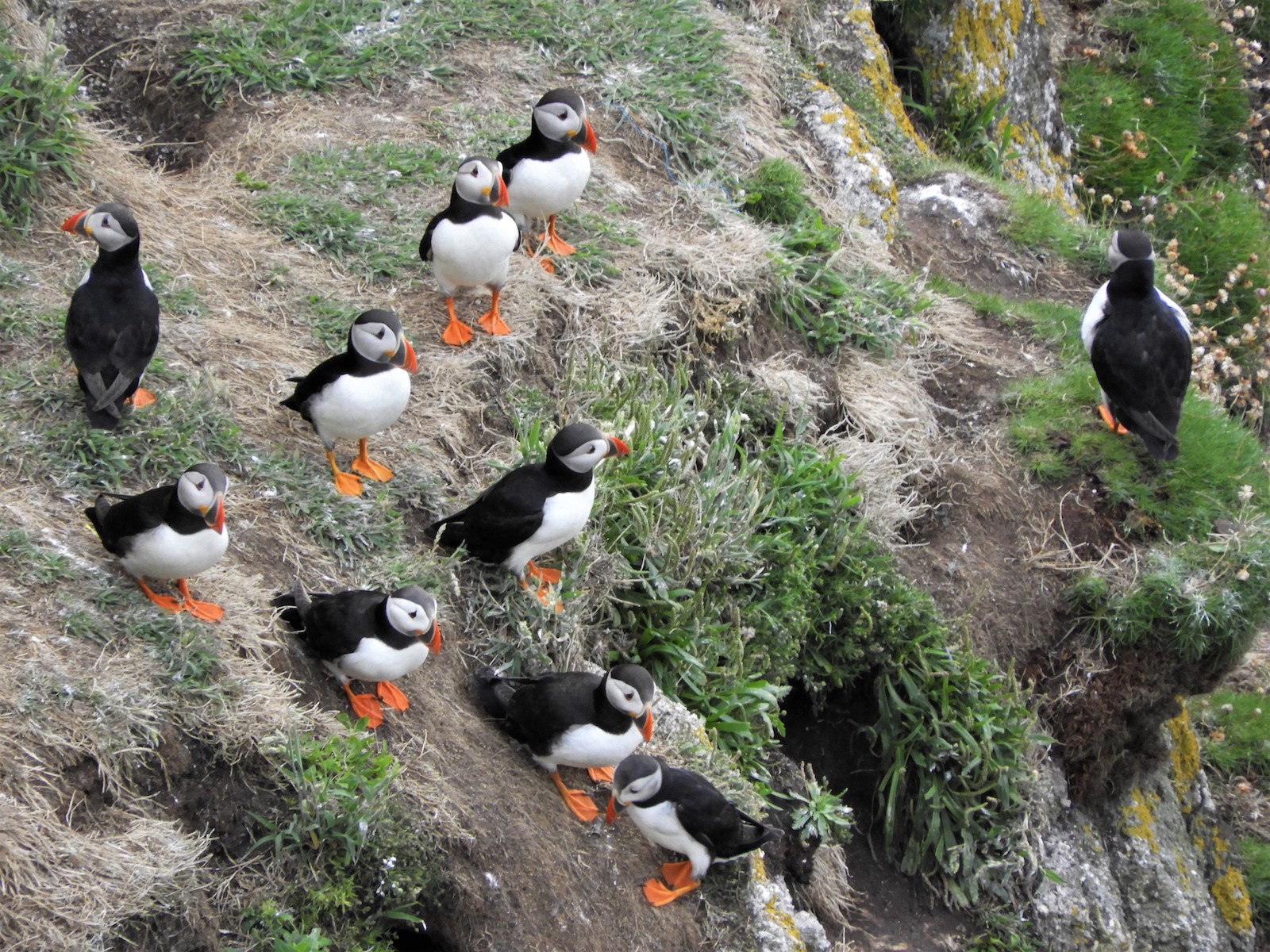 Lundy Birds: 1st to 8th Jul – Lundy re-opens and wildlife rises to the ...