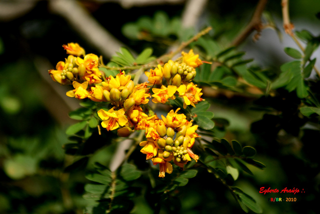 Jucá - Caesalpinia ferrea | Natureza Bela