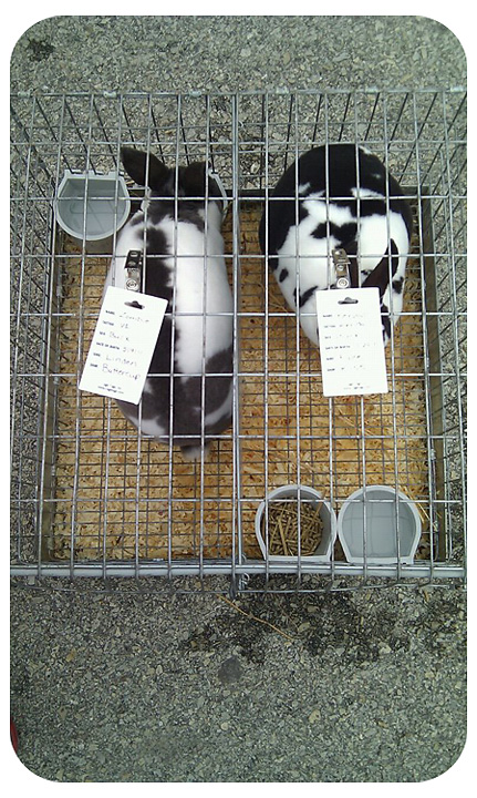 How To Build a Transport Cage for Show Rabbits | Bull Rock Barn and Home