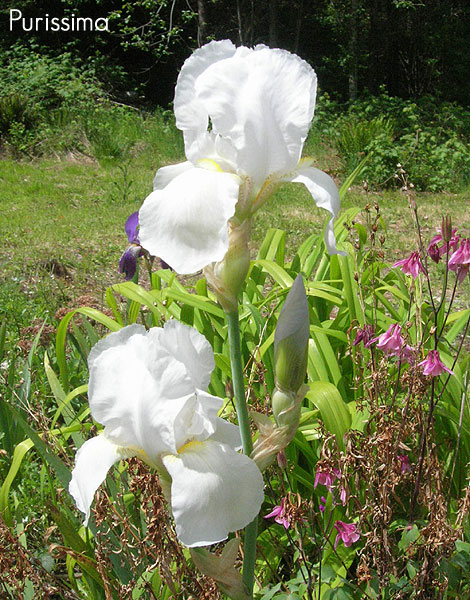 World of Irises: January 2012