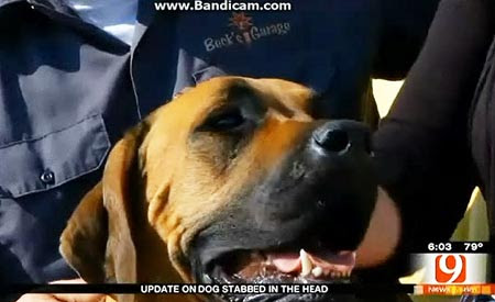 Four legged friends (and enemies): Oklahoma: Paul Factor, suspected of ...