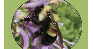 The Garden Gate: Bumble Bees of Ohio