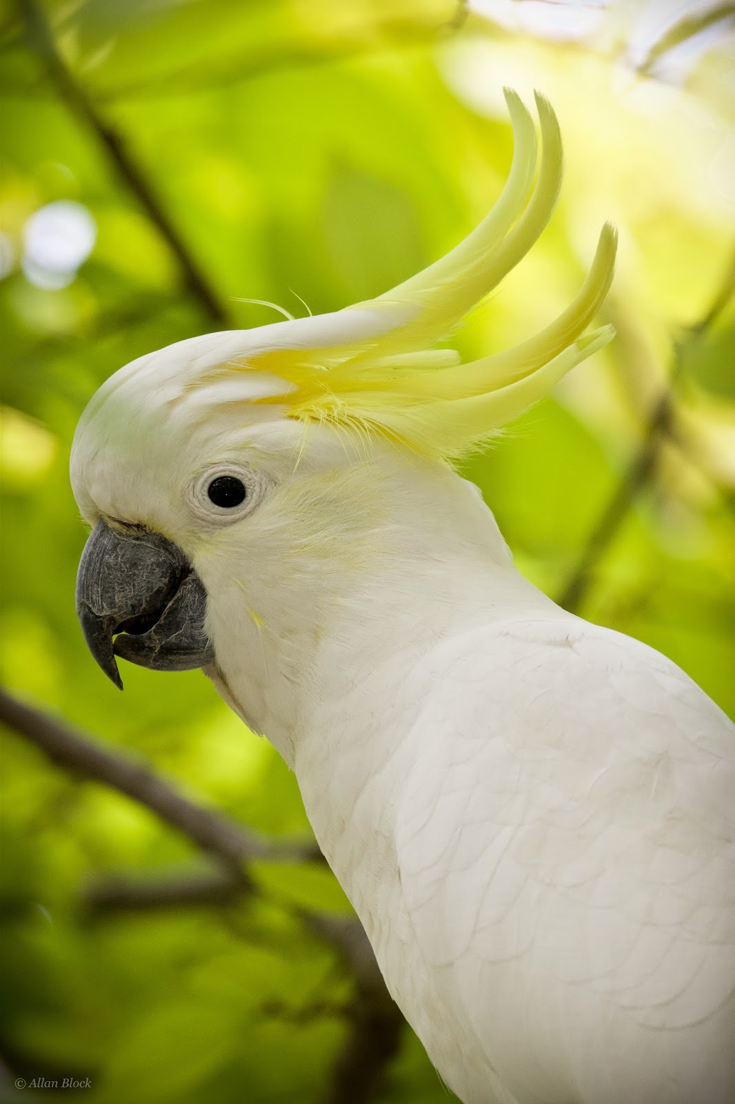 Feather Tailed Stories: Sulfur-crested Cockatoo, Australia