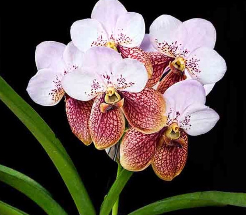 Grow and care Vanda sanderiana orchid - Sanders Vanda - Waling-Waling ...