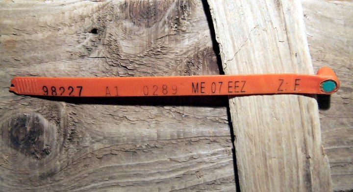 The Flotsam Diaries: Transatlantic Connections - Part I: Lobster Trap Tags