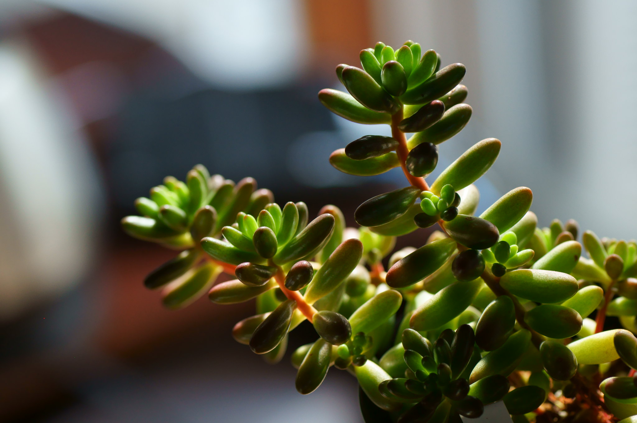 Sedum - Stonecrops care and culture | Travaldo's blog
