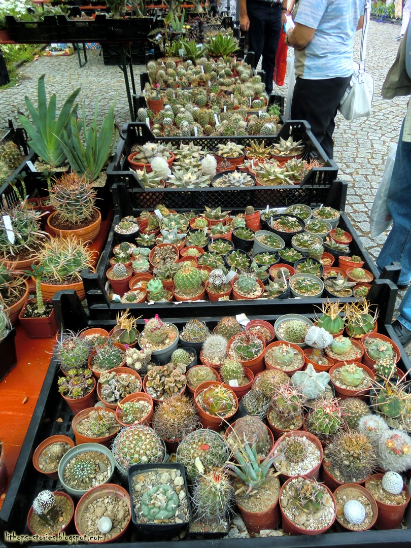 Lithops Stories: Cactus & Succulent Market in Essen (33 pics)