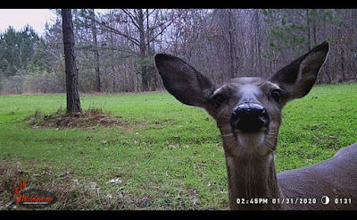 A Funny Doe | Outdoors | Before It's News
