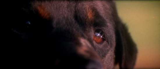 The Omen Rottweiler
