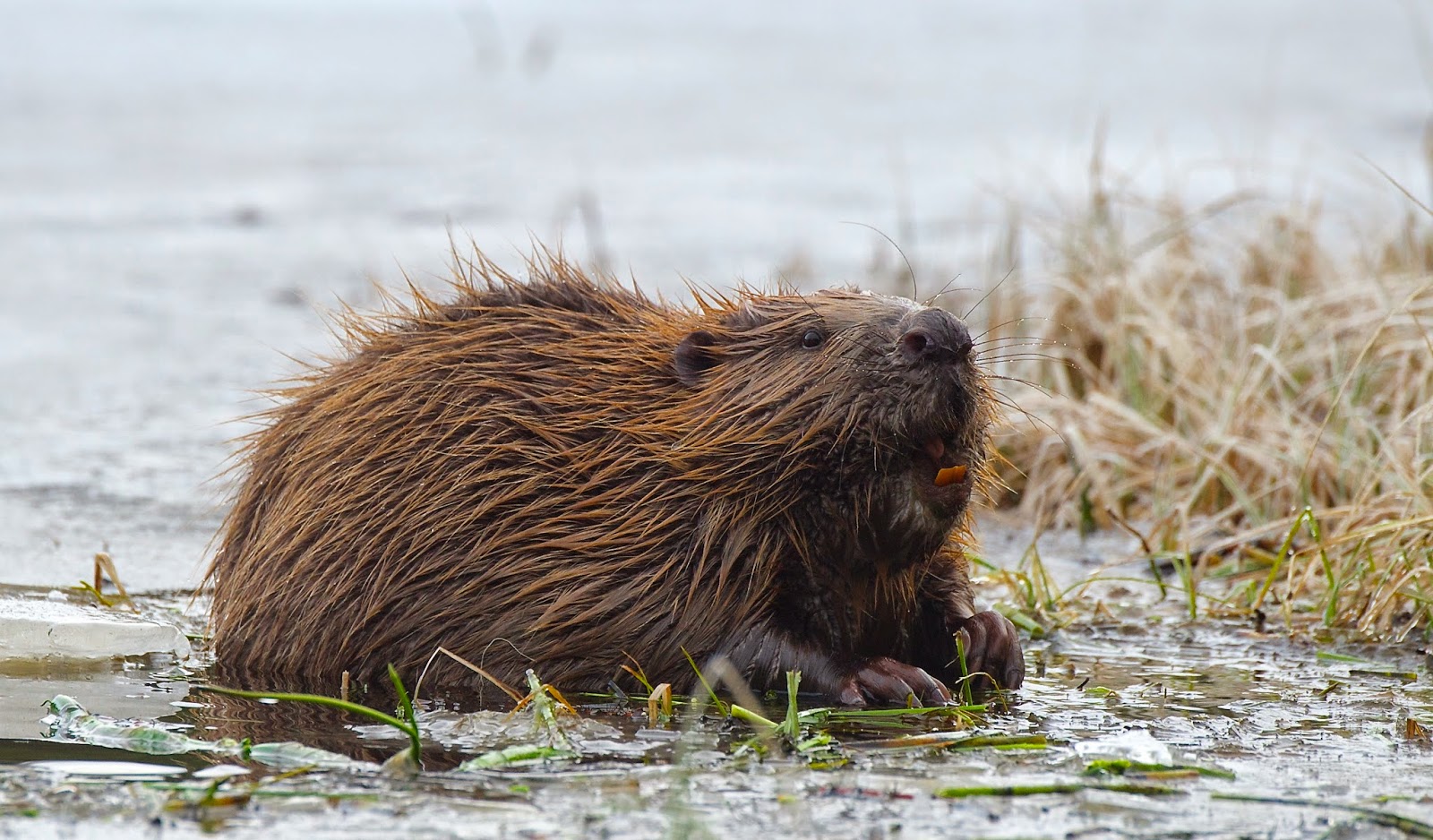 Naturfoto Einar Hugnes: Bever og kvinand ved Baklidammen
