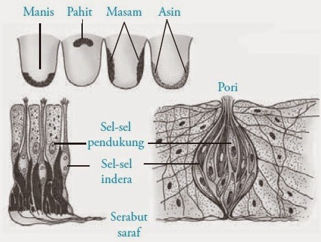 Mekanisme Sensorik dan Motorik pada Indera Pengecapan: Mekanisme ...