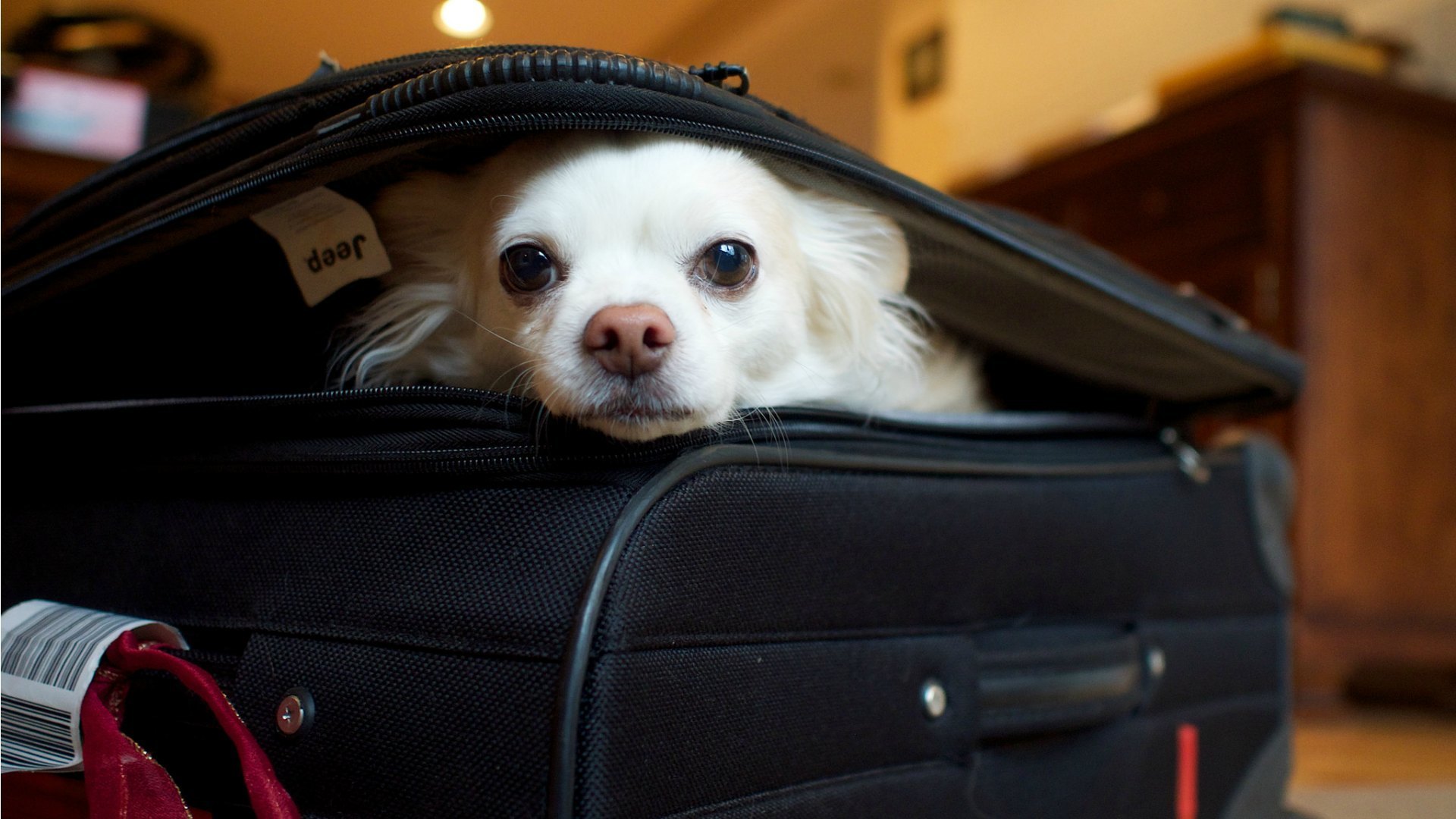 Seven tips for moving with pets