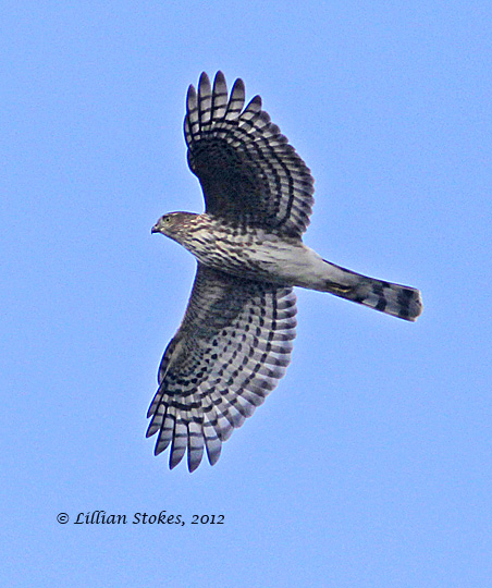 STOKES BIRDING BLOG: Hawks Are Migrating in New England Now!