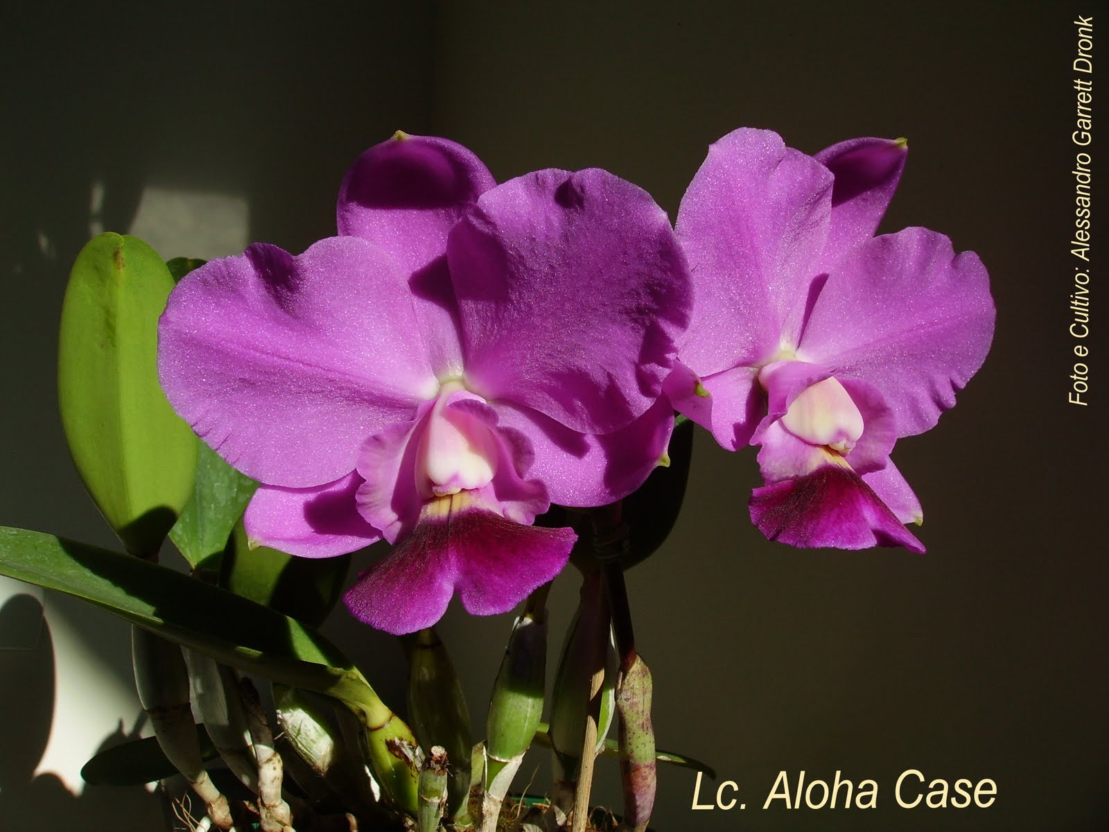 ORQUÍDEAS GARRETT: Coleção